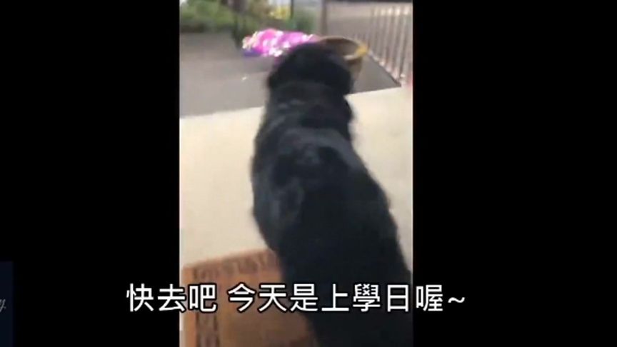 主人帮狗狗报名了狗狗学校,结果狗每天都迫不及待想搭校车上学!