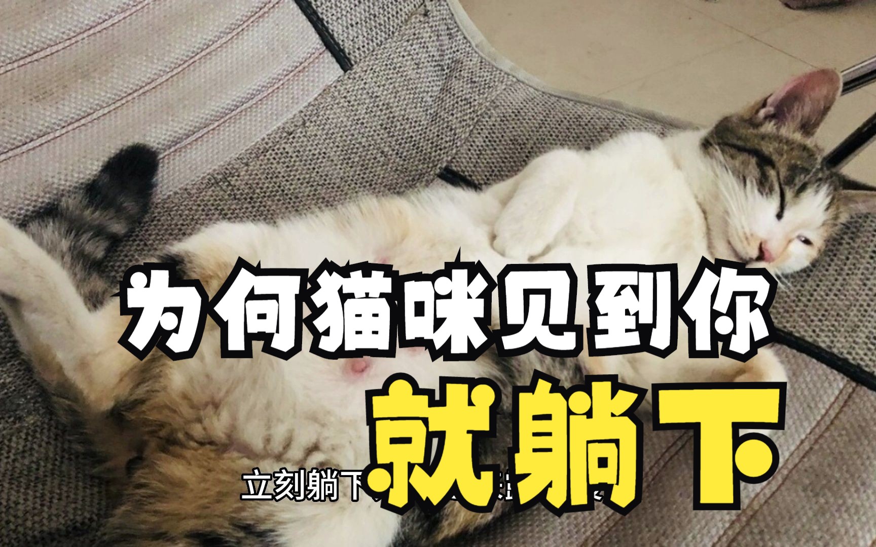 【猫咪科普】猫咪一见你就躺下?原来是这个原因!