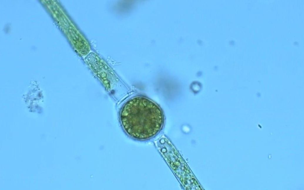 麦克奥迪倒置生物显微镜观察多种淡水藻类植物