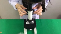 观察叶片的结构(菠菜)