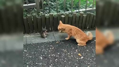 盘点猫捉老鼠名场面,你们知道猫天生就捉老鼠是因为什么吗