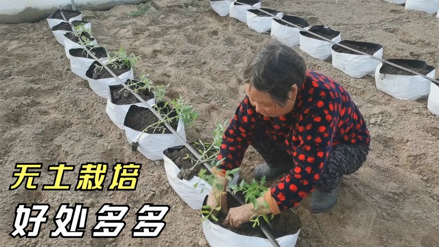 好好的土壤不用,为啥要用无土栽培?好处太多了