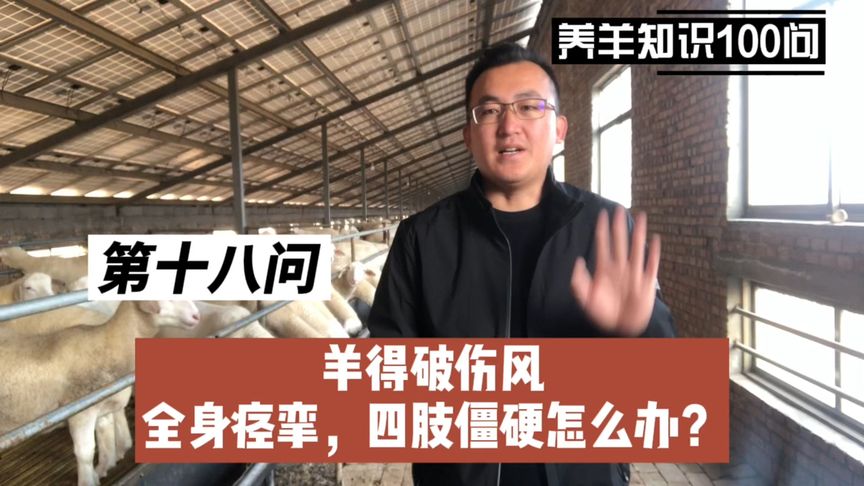 羊得破伤风应该如何处理?症状有哪些?成功治愈经历分享给你