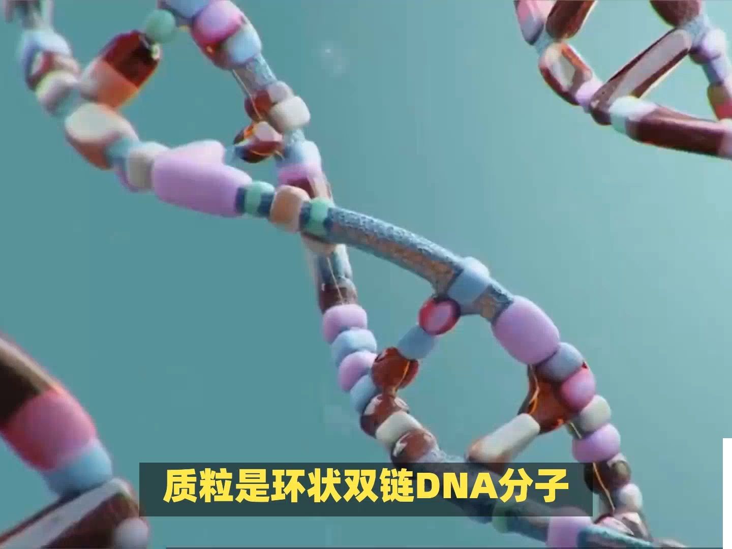 质粒到底是什么?