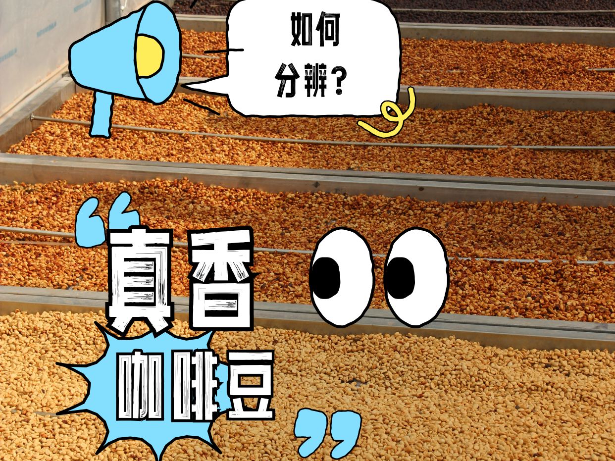 如何分辨“真香”咖啡豆