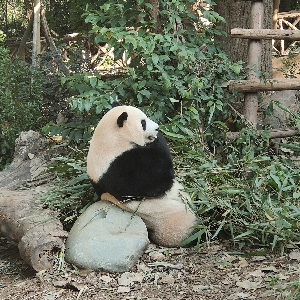 大大屁格 