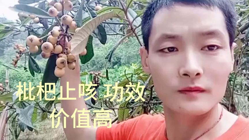 讲解枇杷叶的功效与用途?