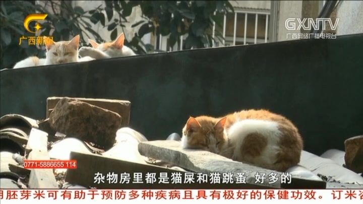 流浪猫接连中毒死亡 居民怀疑水源遭人投毒