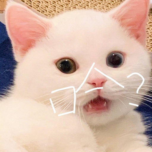 左左喵猫 