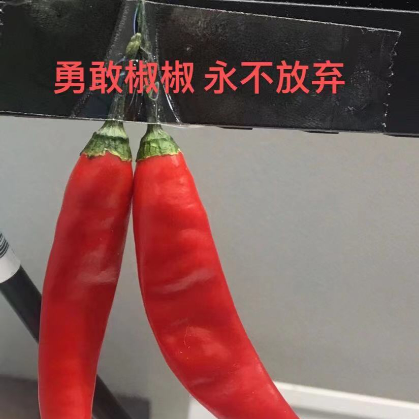 勇敢椒椒永不放弃 