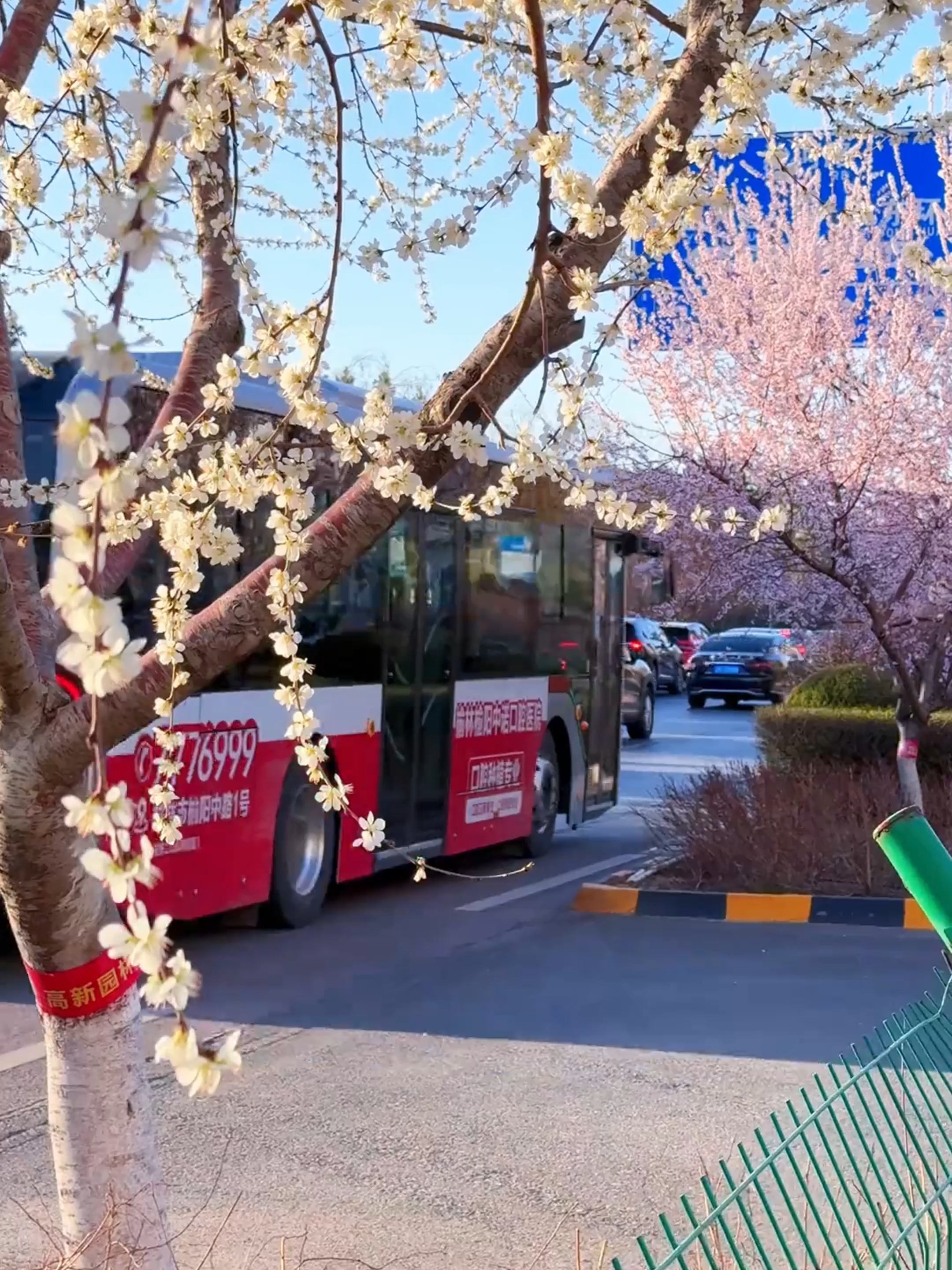 家乡的桃花杏花开了,独属于榆林的浪漫氛围
