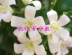 人教版六年级数学上册 6.1认识百分数