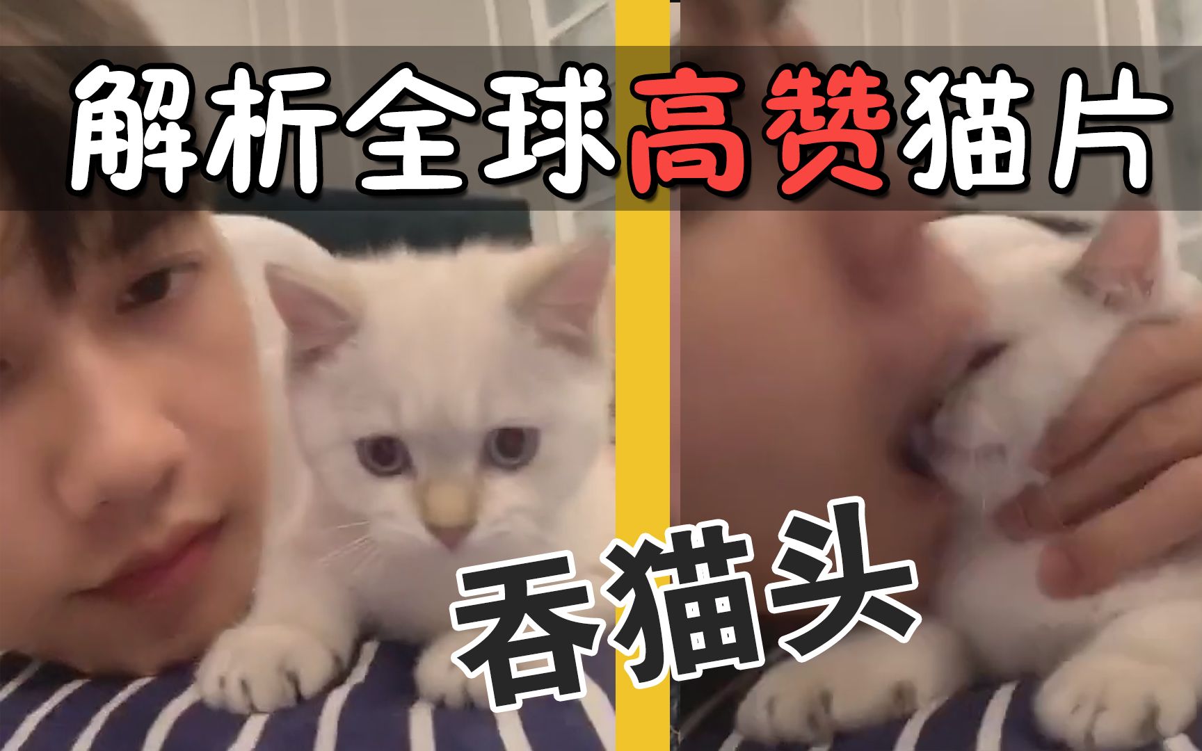 解析全球高赞猫片:一口吞猫头!国外小哥干的人事?我也