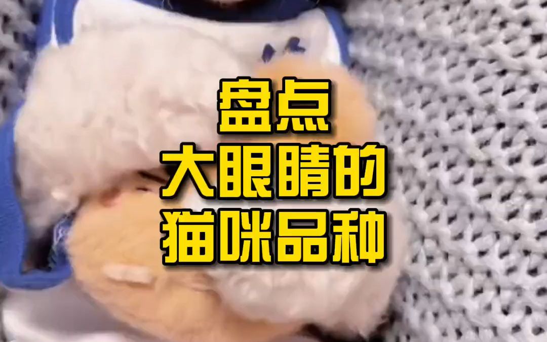 盘点大眼睛的猫咪品种!猫咪 大眼睛猫咪 科普知识