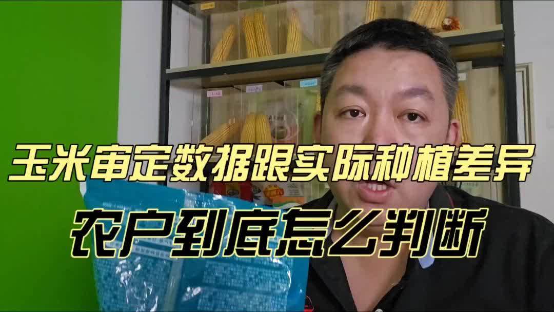 种植玉米审定数据于实际农民种植有差异,农户怎么办如何判断真假