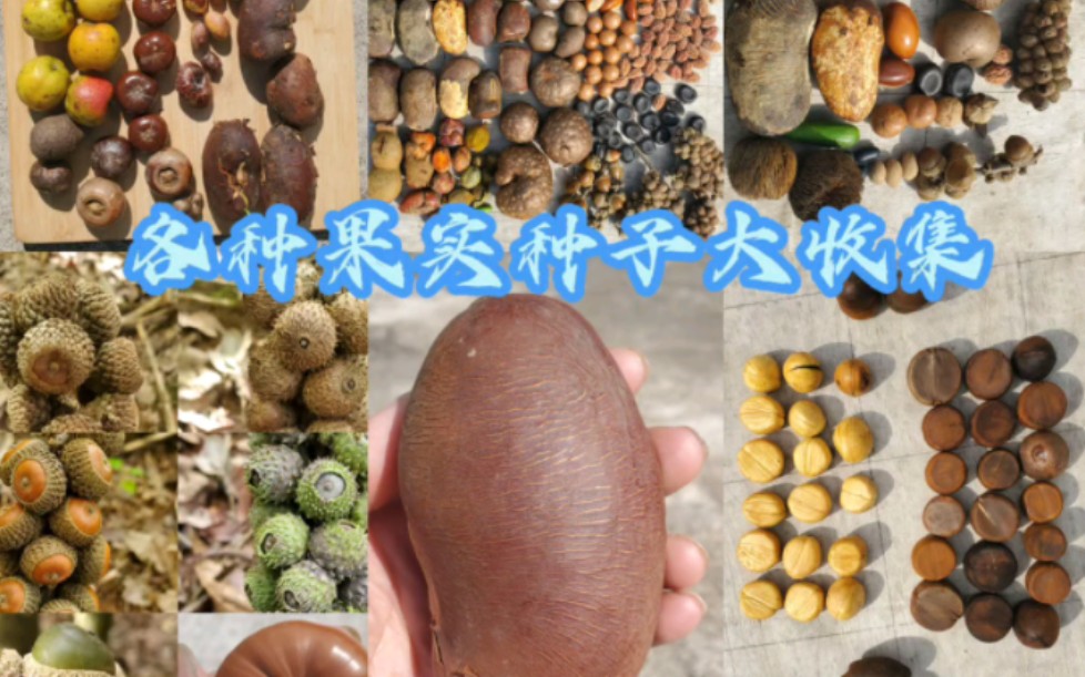 各种奇特的果实种子收集,大自然真是神奇的存在,每种植物每种果实都...