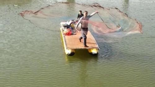 农村小伙这撒网技术是祖传的,动作太优美了,好想拜他为师啊!