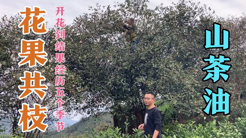 山茶油,从开花到结果经历五个季节,花果共枝植物,霜降采茶籽。