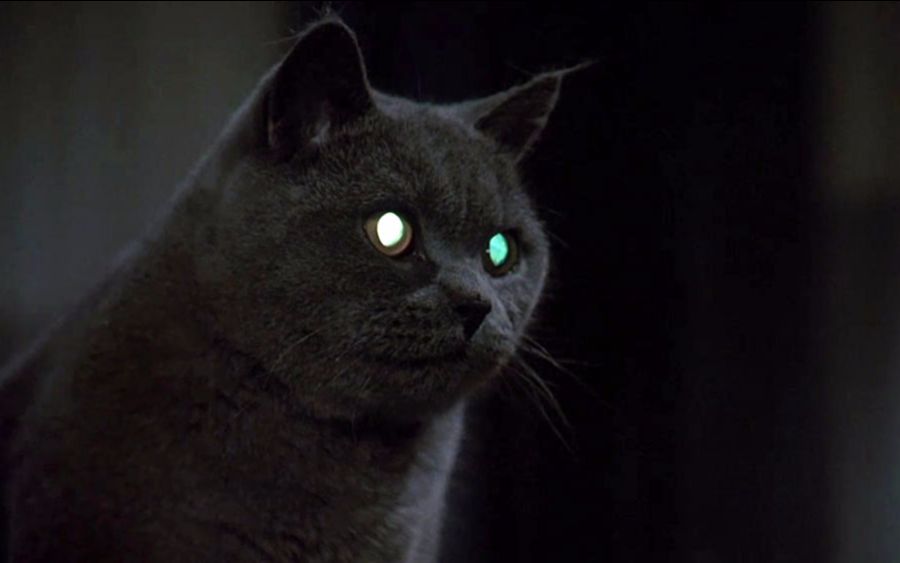 小涛讲电影:几分钟看完美国恐怖电影《宠物公墓》