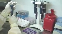 定量PCR 操作规程