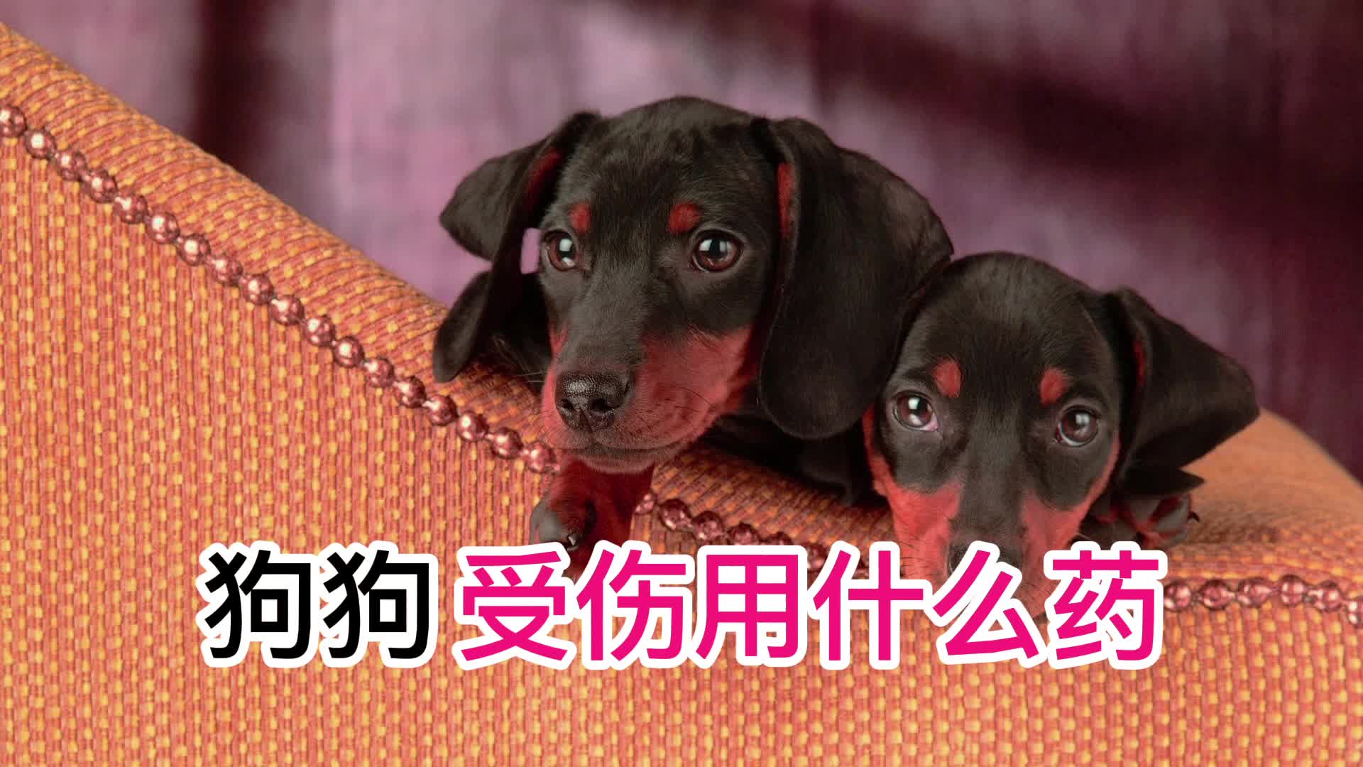 狗狗伤口用什么药