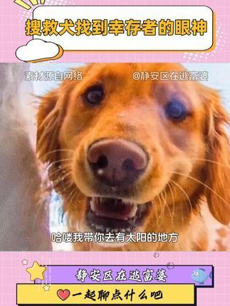 搜救犬找到幸存者时的眼神,看得人哈特软软 #搜救犬 #爱 #狗狗 #温暖 ...