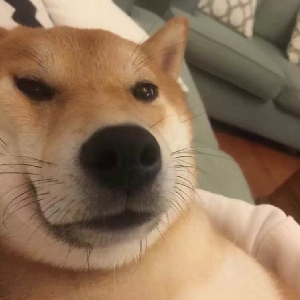 披着狼皮的小哥 