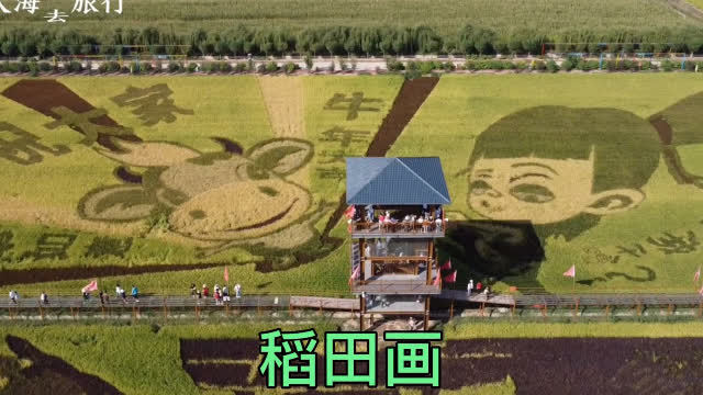 稻田画你见过吗,用水稻种出来的画,很多游客来玩!