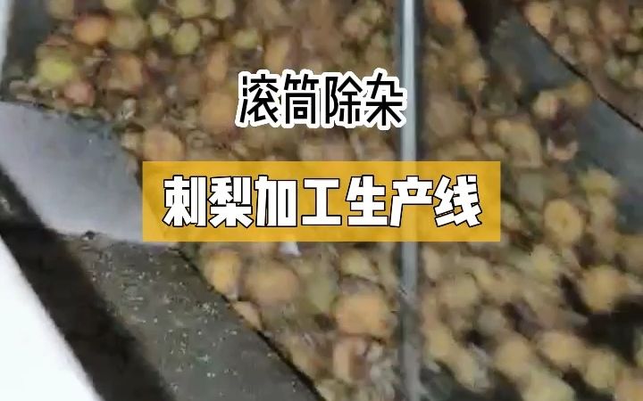 记录刺梨原液生产工艺!实拍刺梨加工加工车间,从新鲜刺梨到果汁果脯...