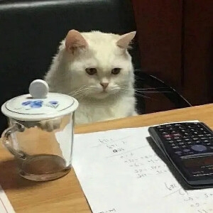 那个菜猫猫 