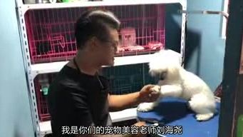 狗狗指甲过长会引起炎症,也会影响走路,教大家如何争取修剪指甲