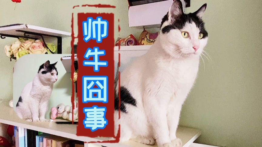 “狗咬狗一嘴毛”怎么“猫咬猫也一嘴毛”呢?笑死我了!