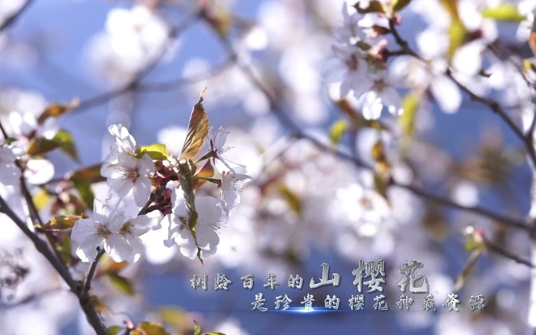 保护生物多样性主题宣传片大联展--天津,汇集多样生态,孕育千百物种,...