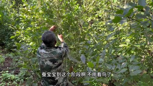 东北把蚕养山里,蚕宝宝吃光树叶就要跑,主人每天看着它们就怕跑