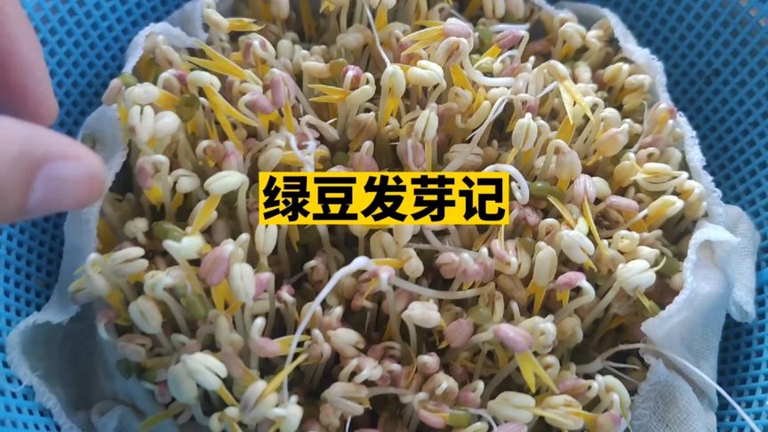 豆芽发芽记~绿豆发芽生长过程~豆芽发芽实验~小学生观察日记