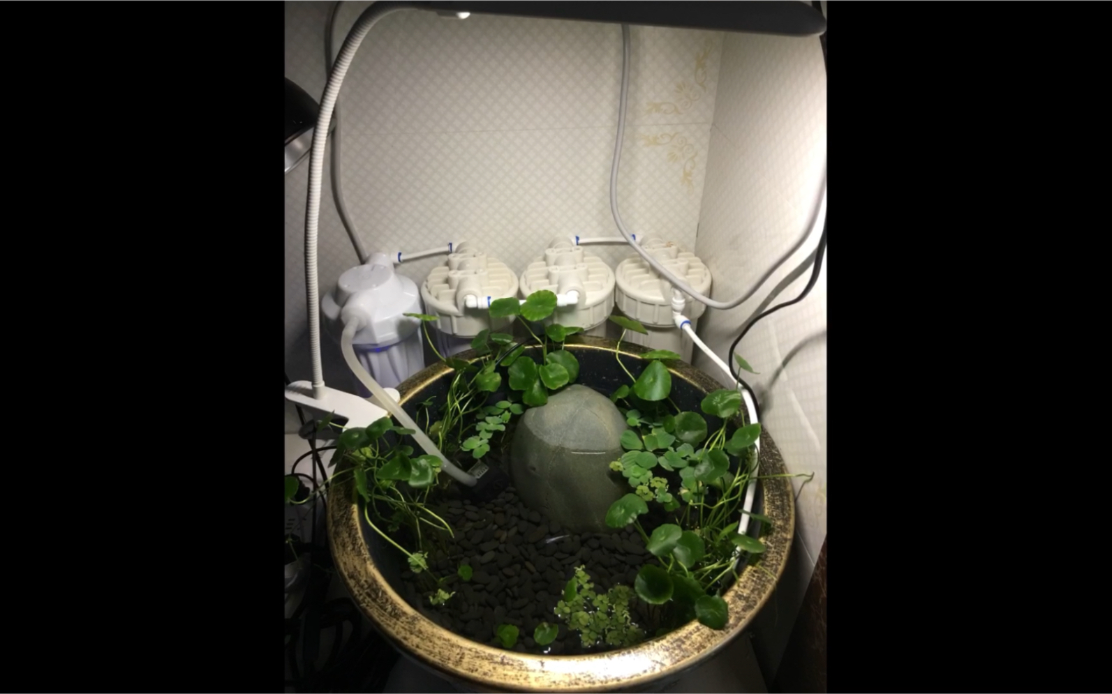 青鳉缸-自制DIY净水器滤瓶过滤桶