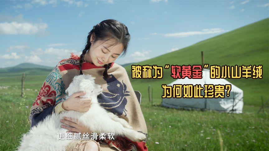 被称为 "软黄金" 的小山羊绒为何如此珍贵?