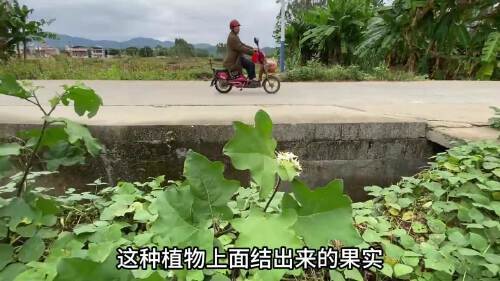 路边偶遇一种植物,常年开花结果,就是很多人不知道它的用处