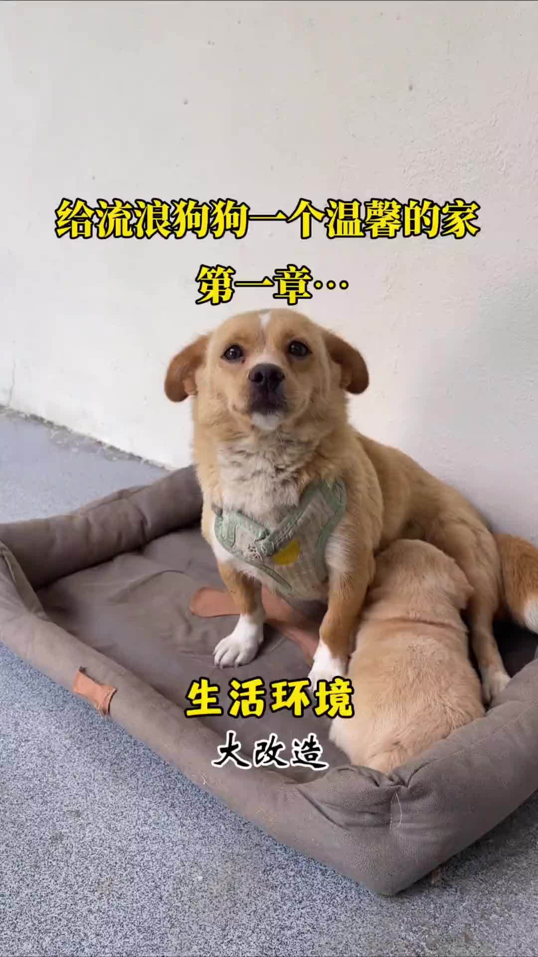 给捡到的流浪狗狗改造生活环境,以后就安安心心的在这里生活吧