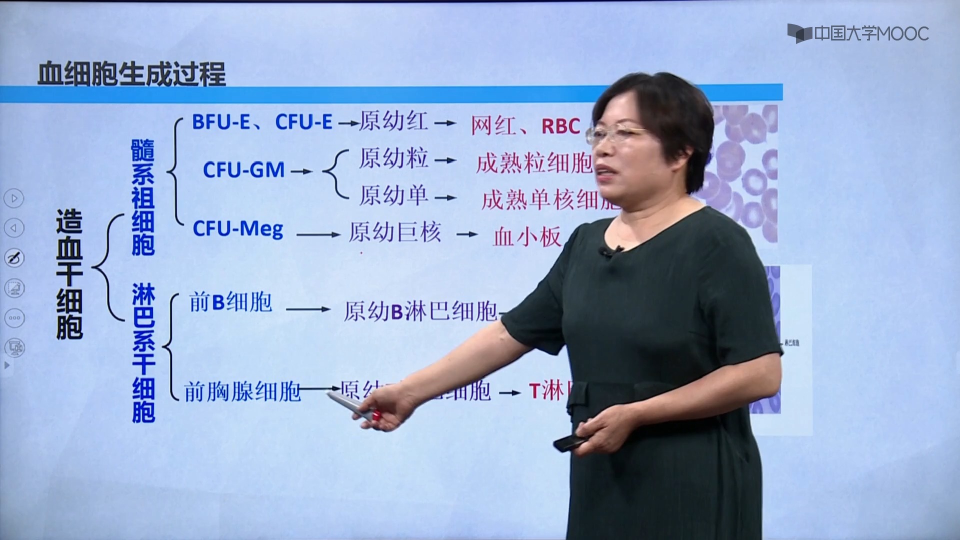 [5.2.1]--造血干细胞与血细胞生成-小不点大能耐