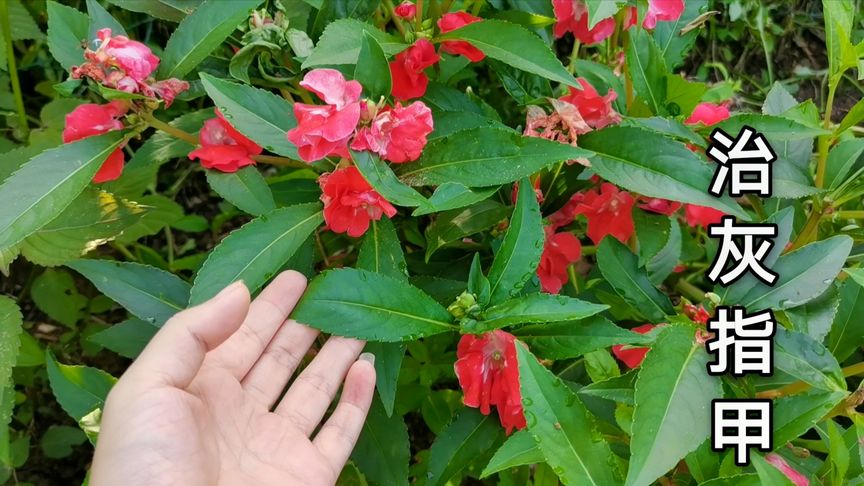 农村常见的植物凤仙花有三个用途,对灰指甲效果很好,你知道吗