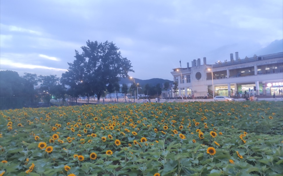 学校4月中旬种下的向日葵随着2021毕业季的到来也逐渐盛开,用它们的...