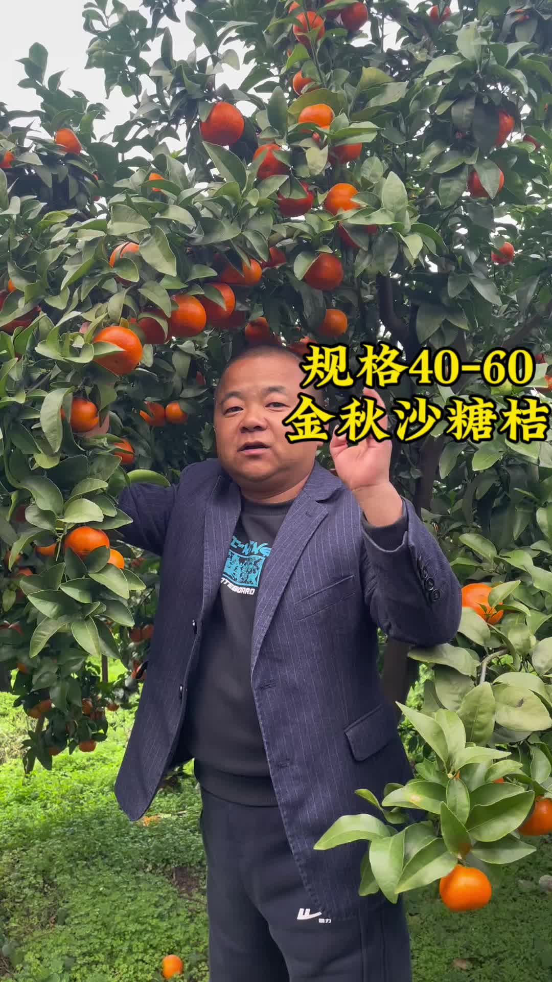 优质农产品标准质量如视频 #优质农产品 #三农 #金秋沙糖桔