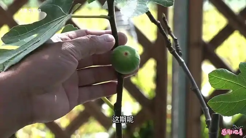 盆栽无花果一结果就掉落,原因居然是它?