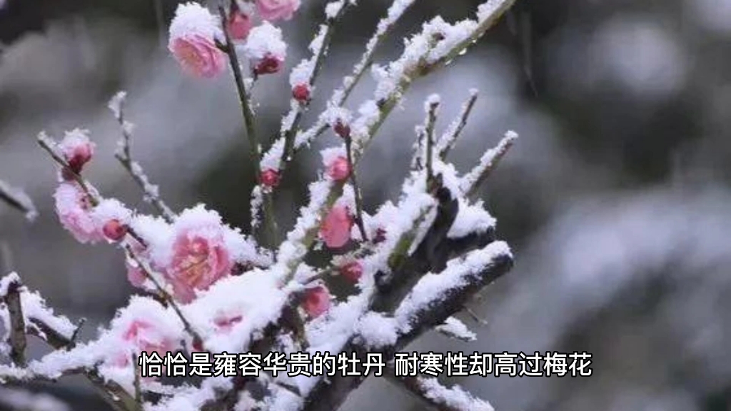 辨析:“宝剑锋从磨砺出,梅花香自苦寒来”写错了吗?
