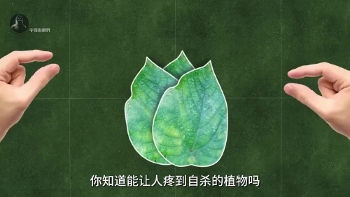 世界最毒的五种植物最后一种就在我们身边
