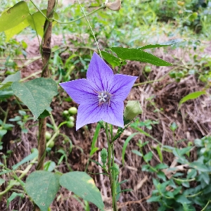 中草药探索者 