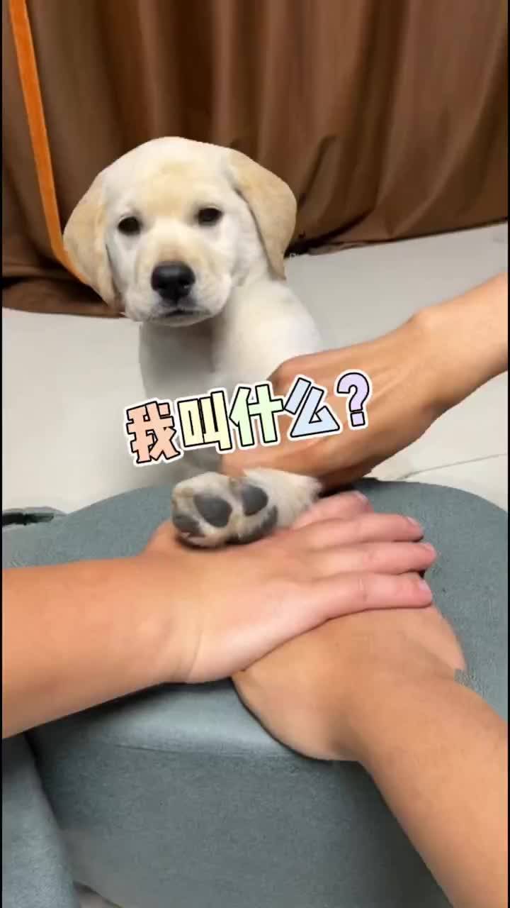 狗:我是谁?我在哪?我在干什么?