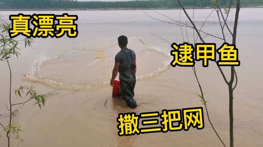 王师傅黄河撒网打三把,看到甲鱼在这露头,撒网逮甲鱼,撒的真圆