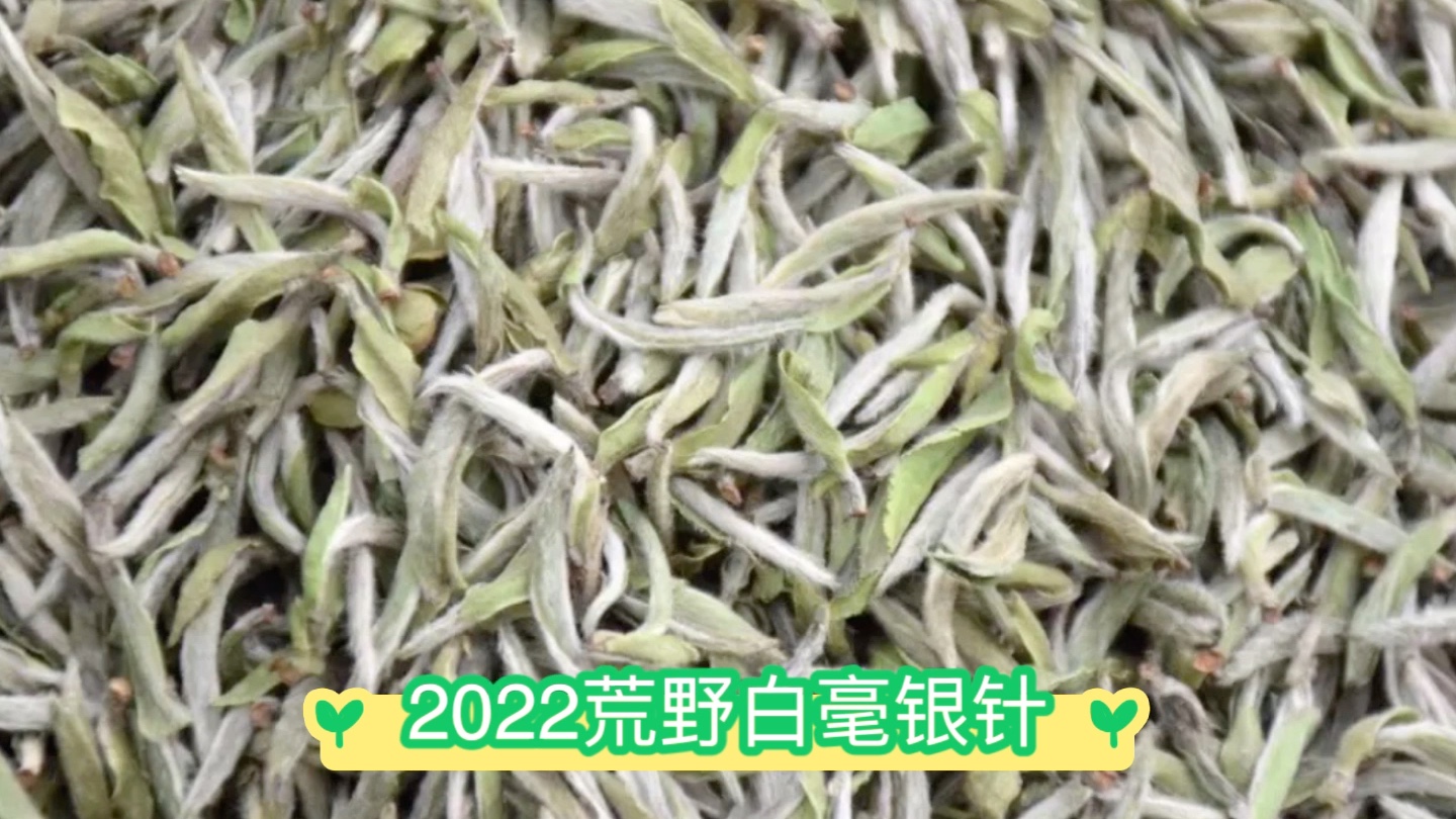 ...产自福鼎磻溪湖林村,一个被云雾和森林包围的小村庄,茶叶的生长环境...